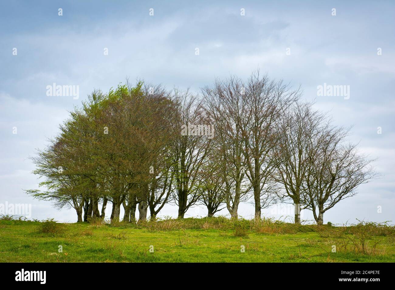 Cothelstone Hill, Quantocks, Somerset Stock Photo - Alamy