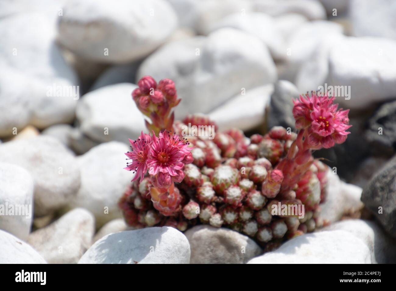 succulent plant in rock garden with tiny pink colored flowers as ...