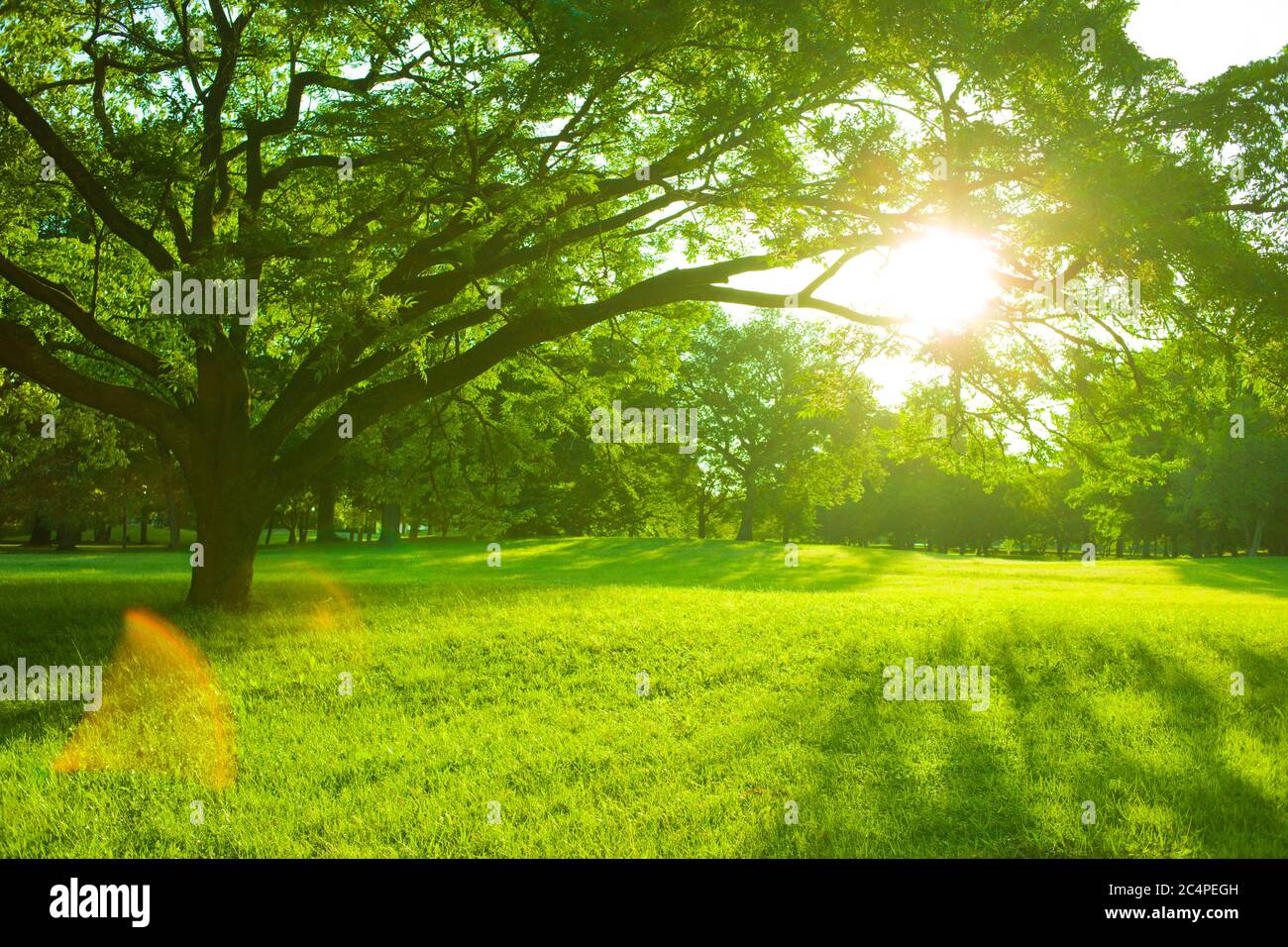 Sunshine and natural shade hi-res stock photography and images - Alamy