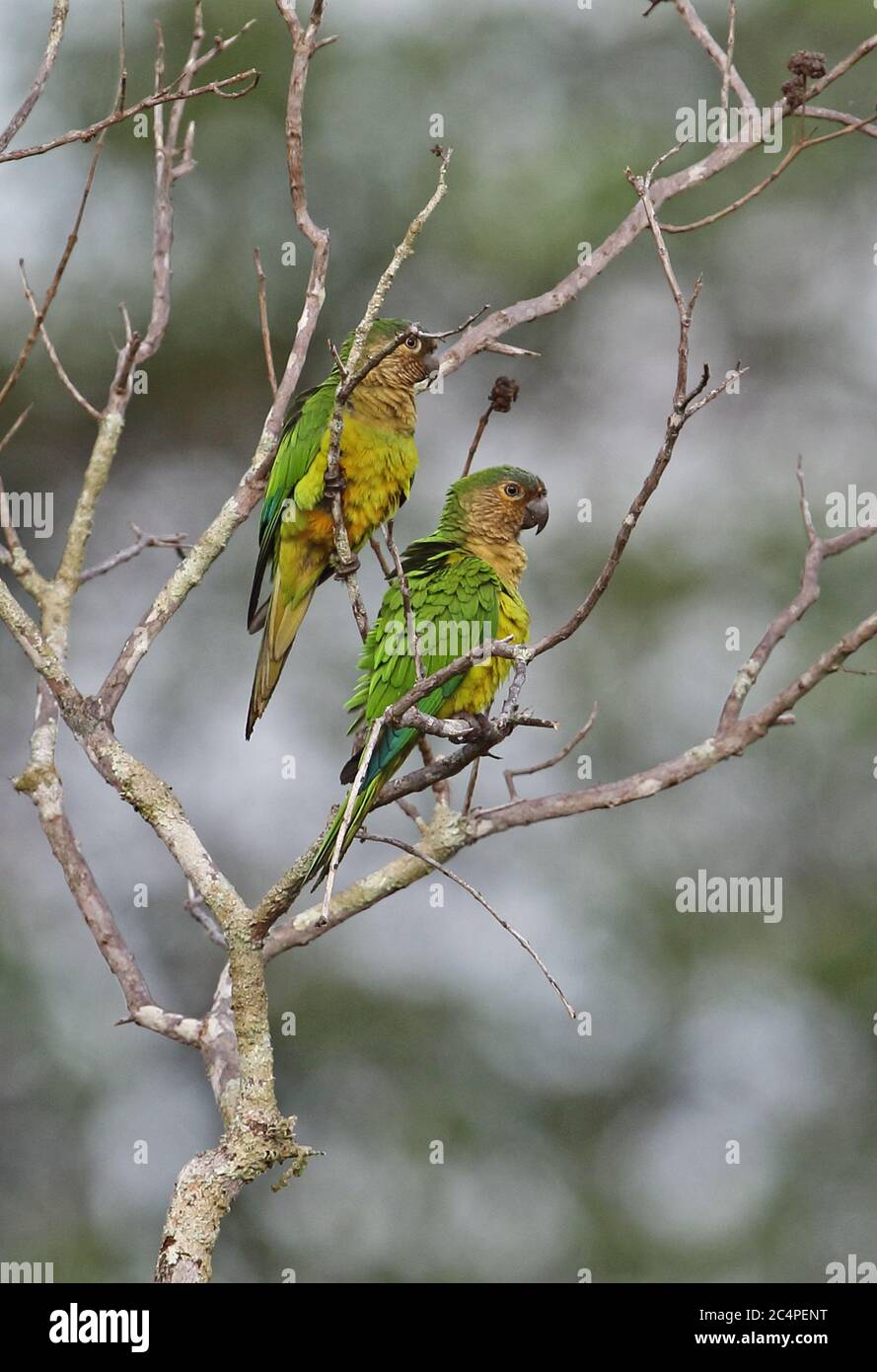 Aratinga Pertinax Pertinax High Resolution Stock Photography and Images ...