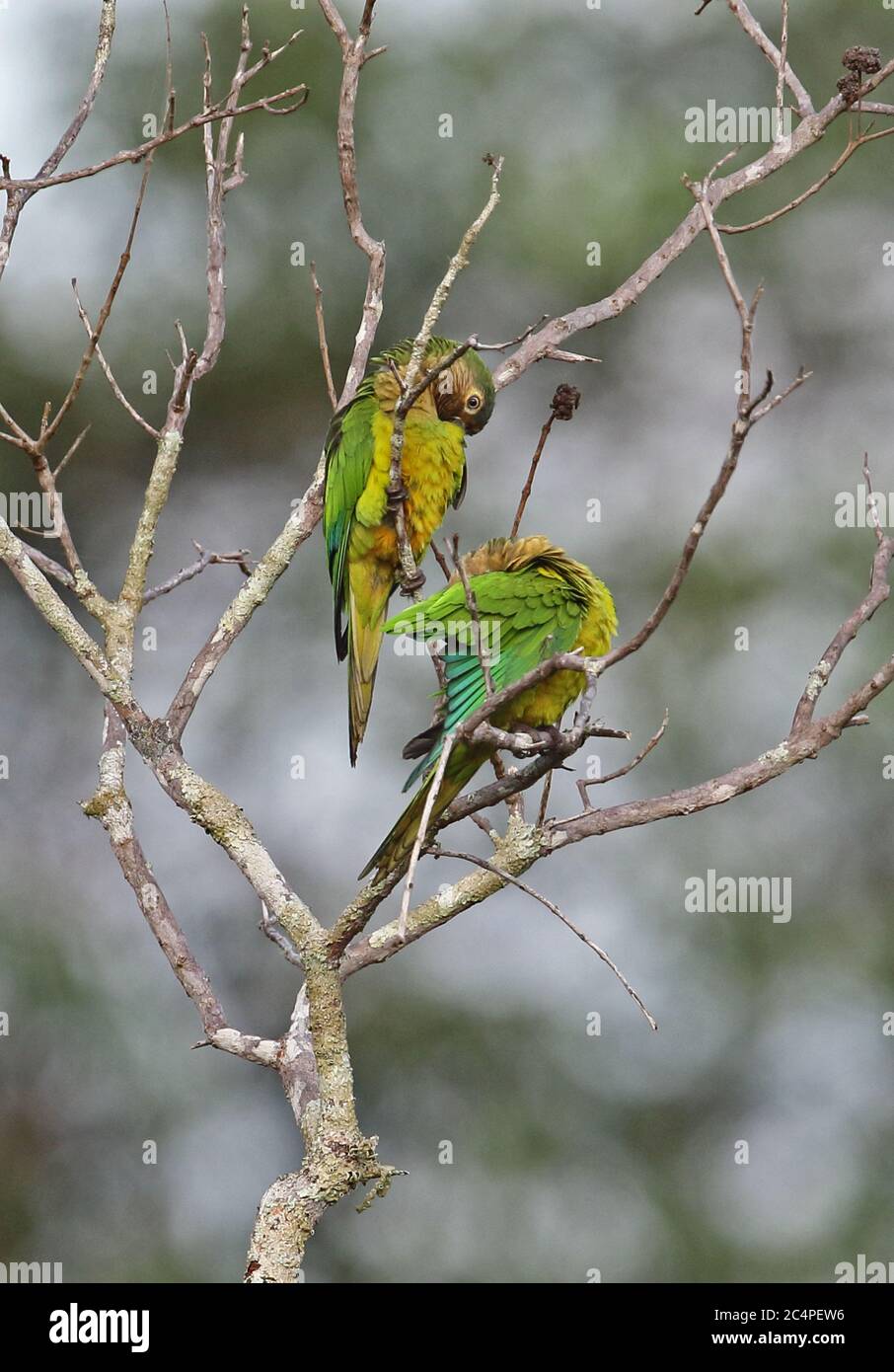Parakeet preening hi-res stock photography and images - Alamy