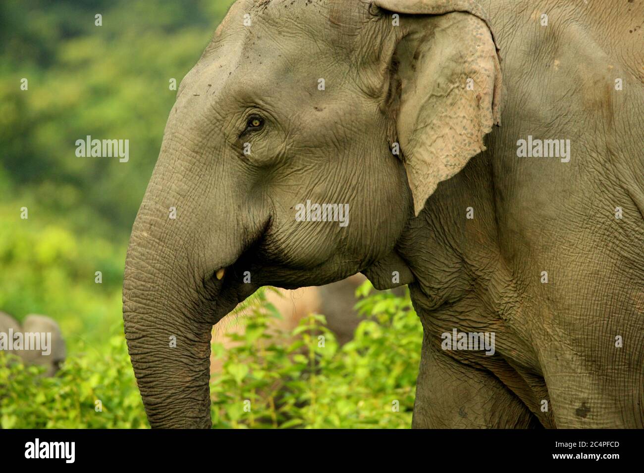 Asian Elephants portrait Stock Photo - Alamy