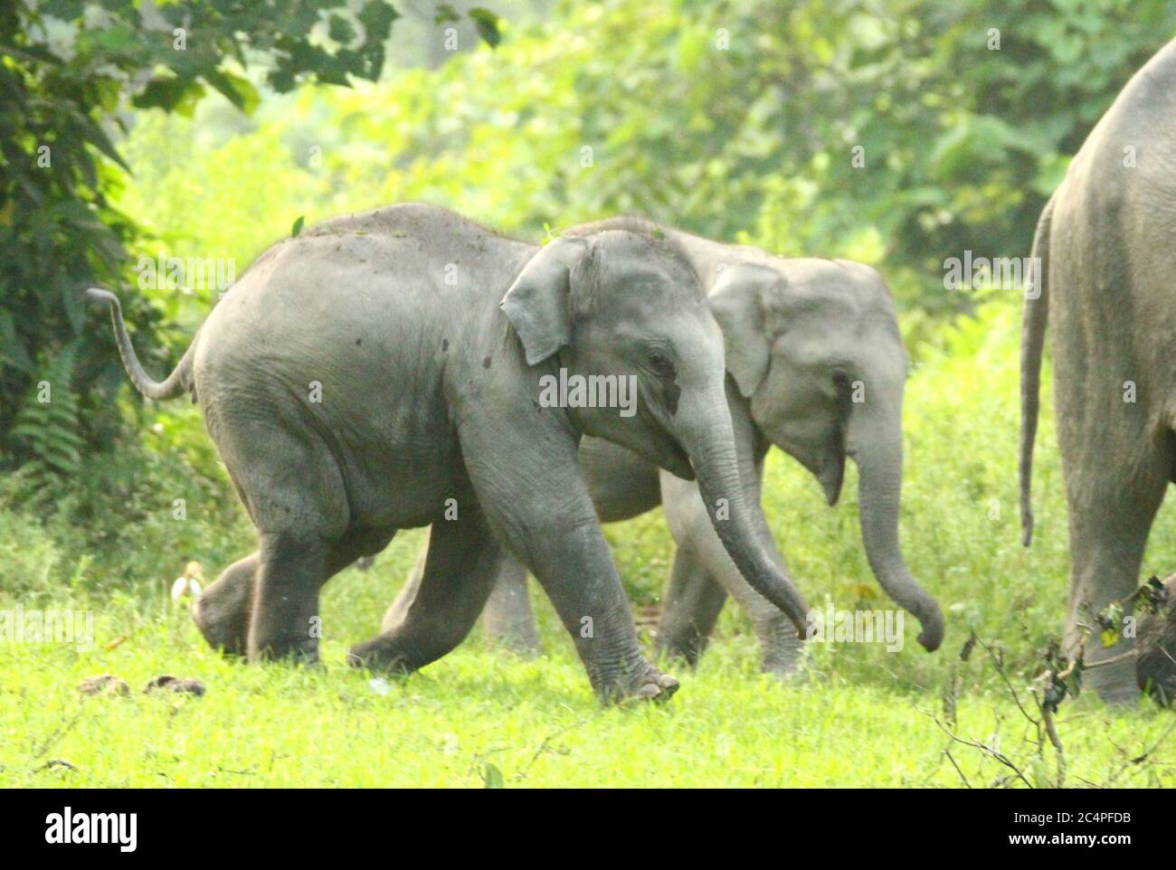 Indian Elephant calf playing Stock Photo - Alamy
