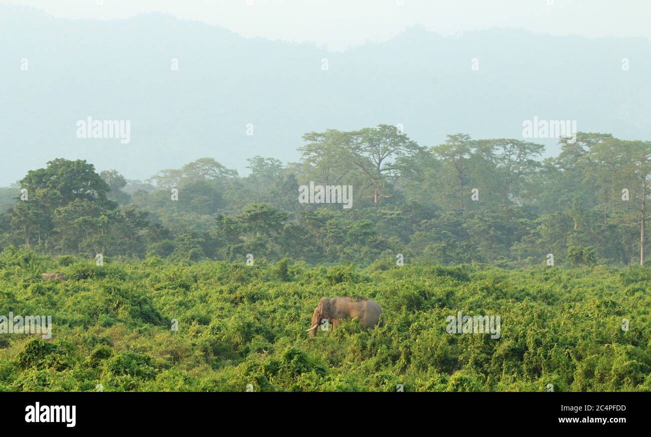 Landscape shoot of Indian Elephant Stock Photo - Alamy