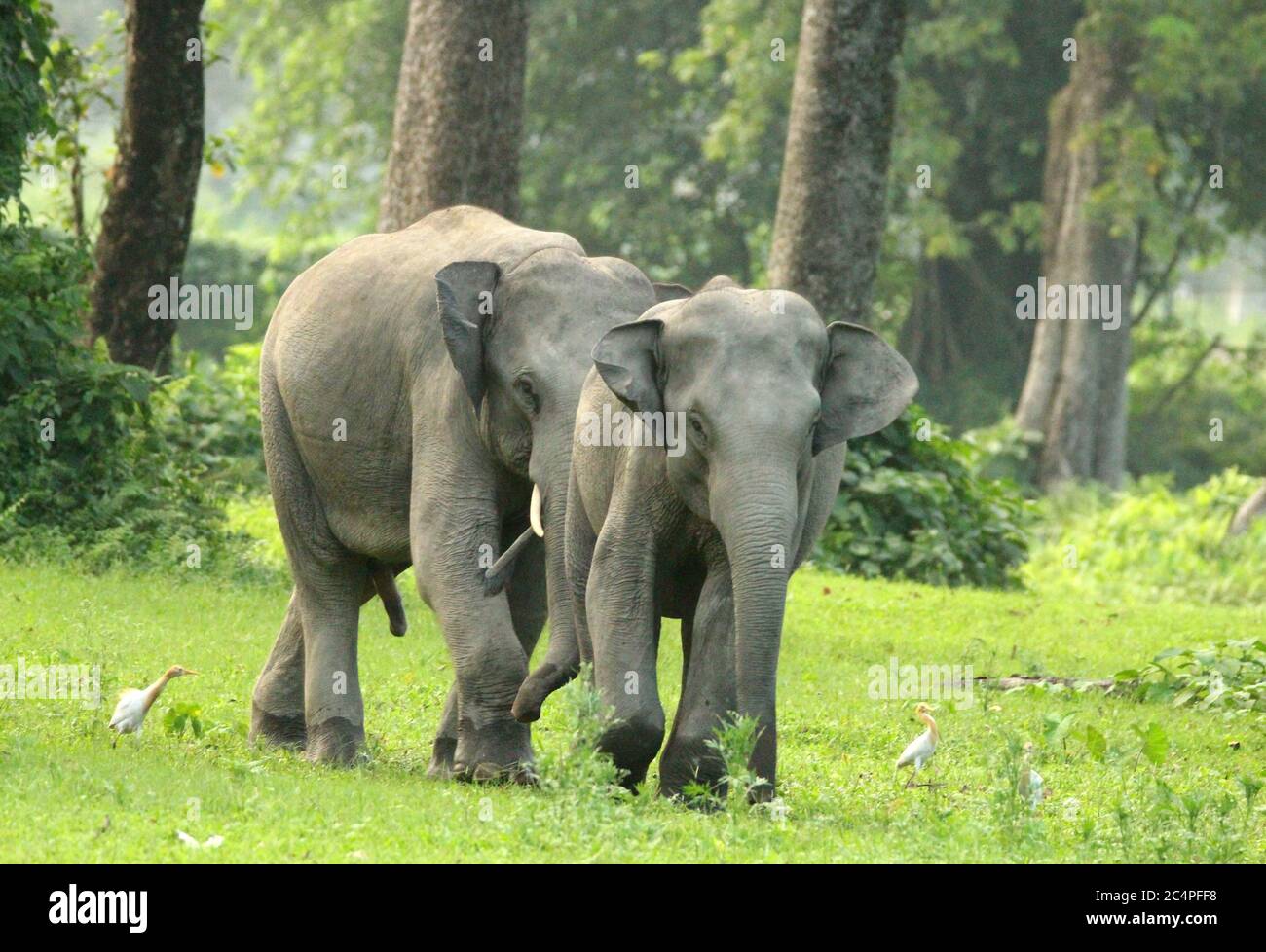 Indian Elephants in musth Stock Photo - Alamy