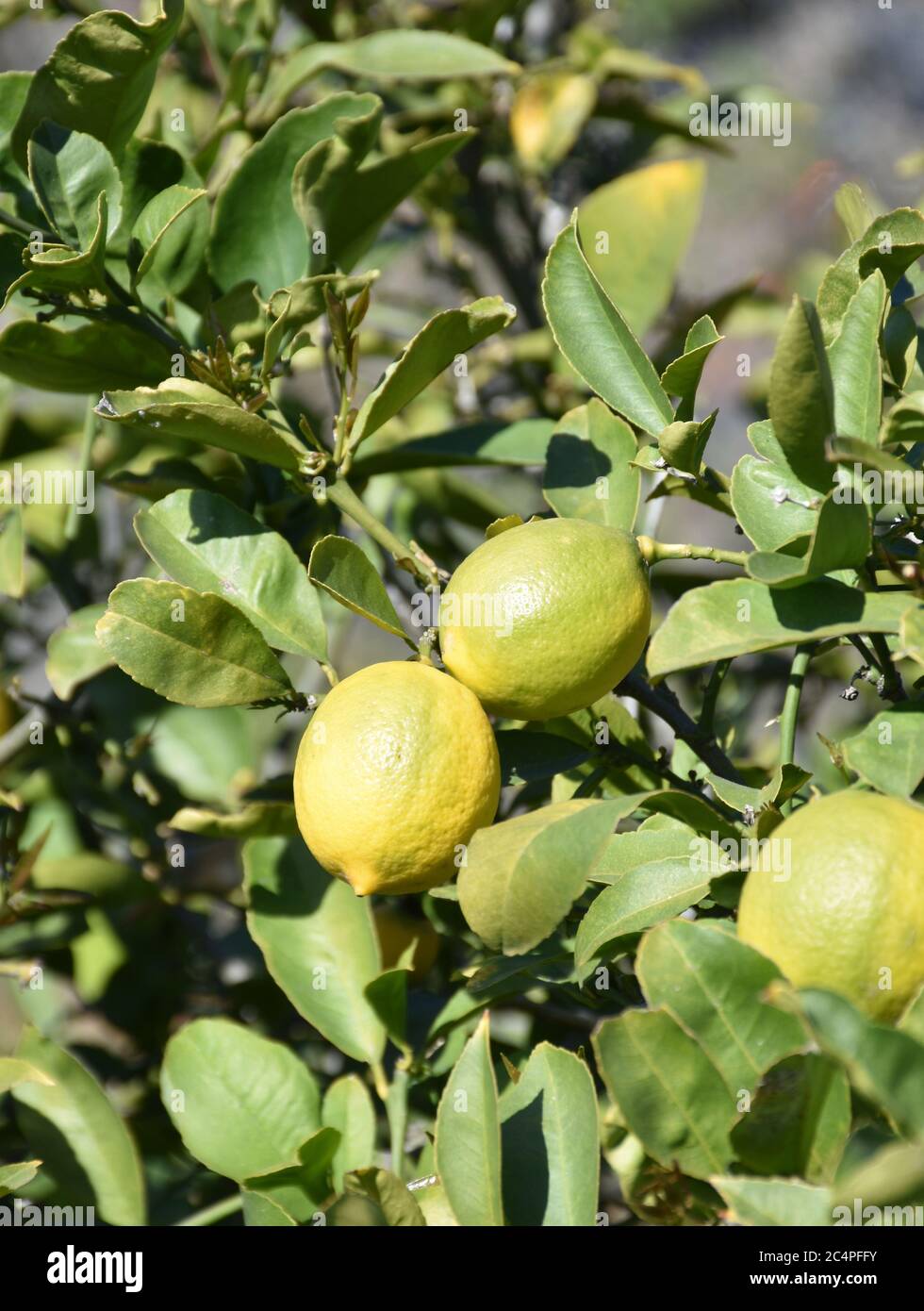 California lemon farming hi-res stock photography and images - Alamy