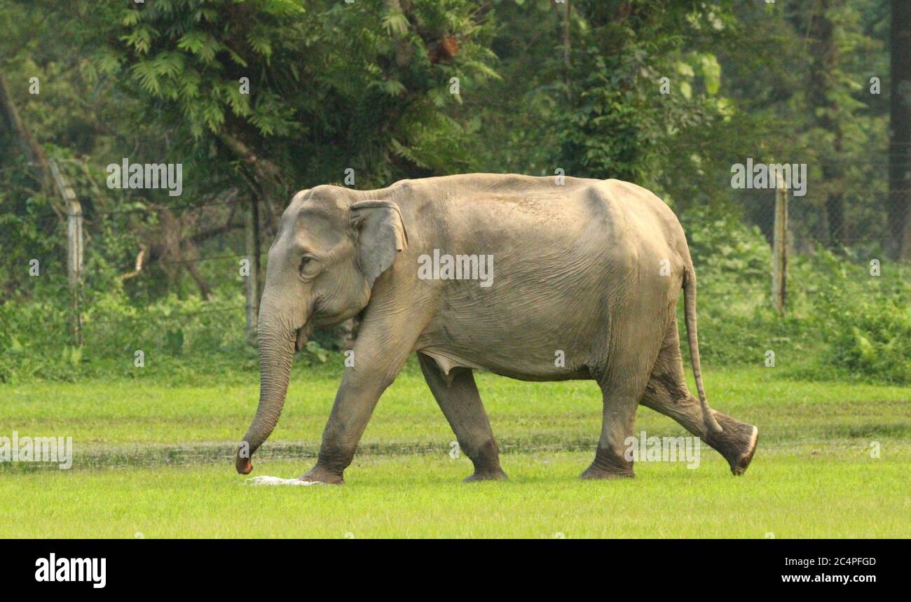 Old female Elephant Stock Photo - Alamy