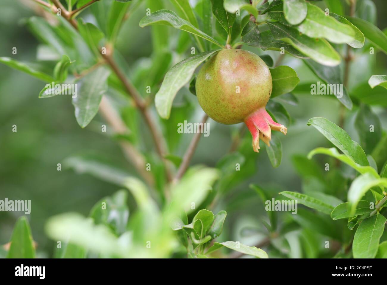 Pomegranate hanging from tree hi-res stock photography and images - Alamy