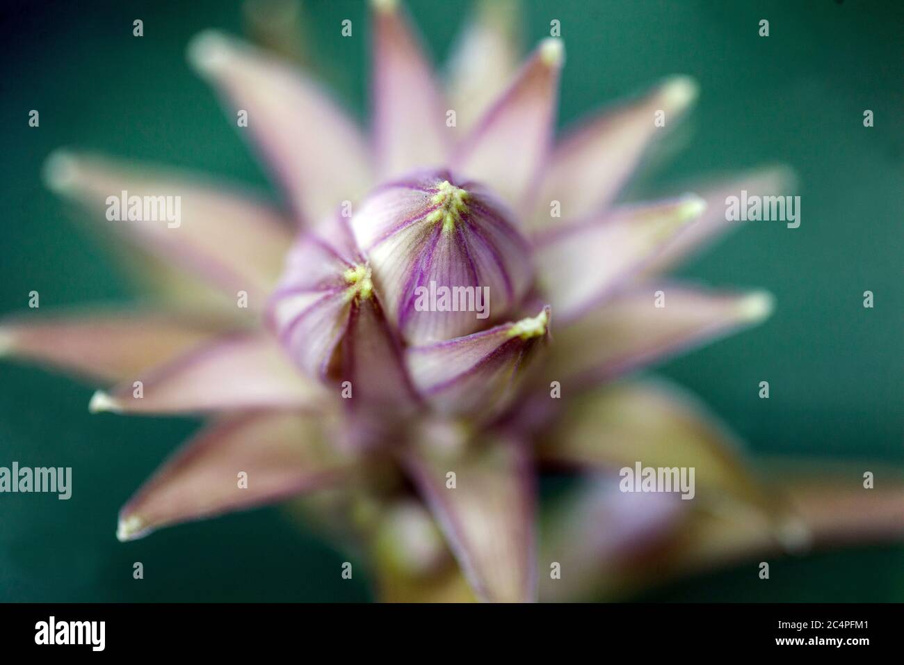 Budding flower hi-res stock photography and images - Alamy