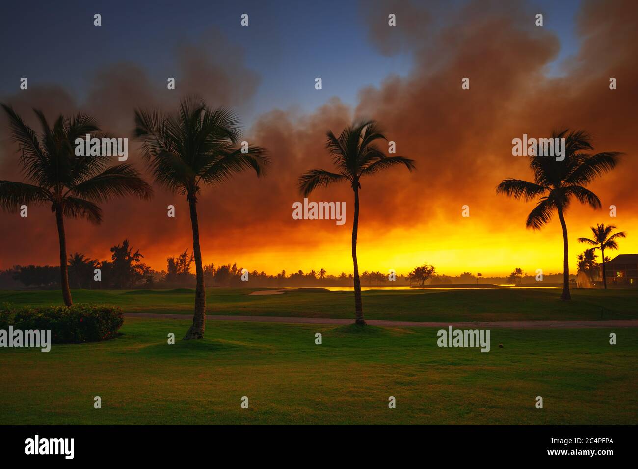Silhouette of tropoic tree in the tropical island Stock Photo - Alamy