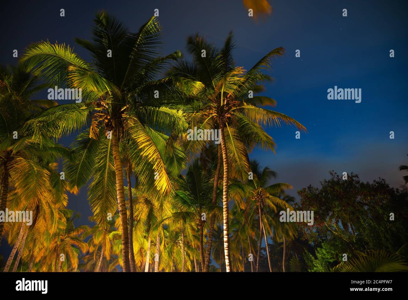 Tropical Night Sky, Coconut palm trees and stars Stock Photo - Alamy