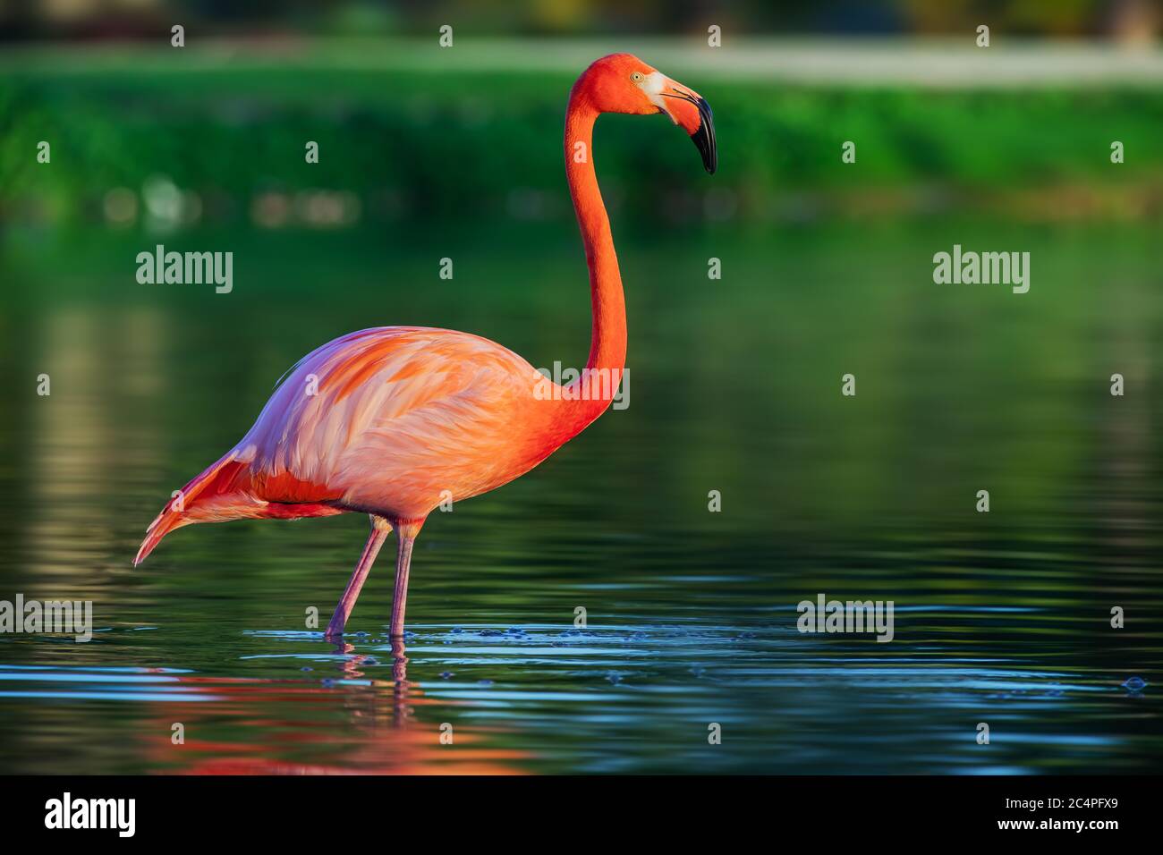 Flamingo standing in lake, beautful sunset shot Stock Photo - Alamy