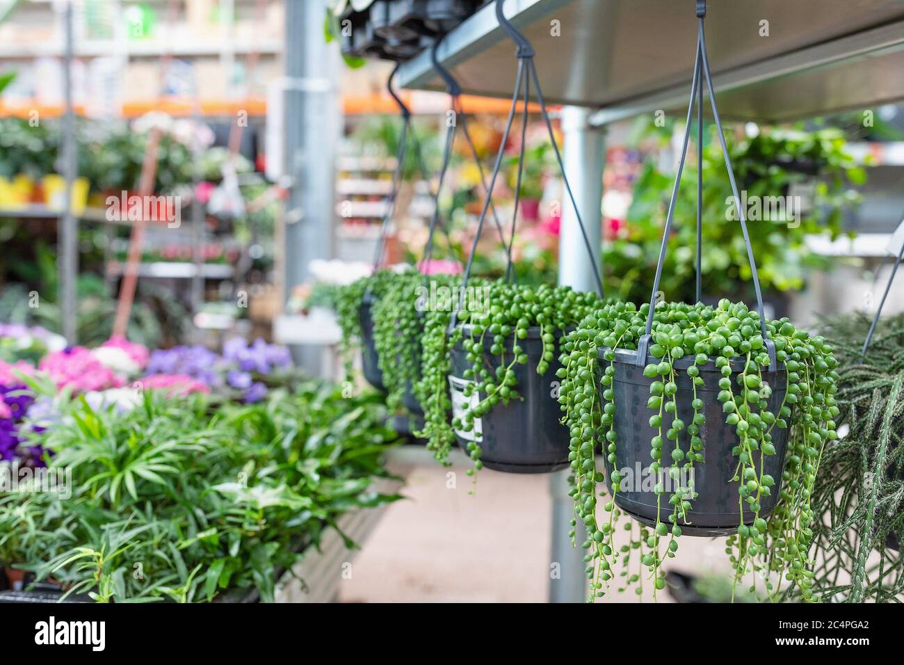 Succulent string of pearls hanging in a pot Stock Photo - Alamy