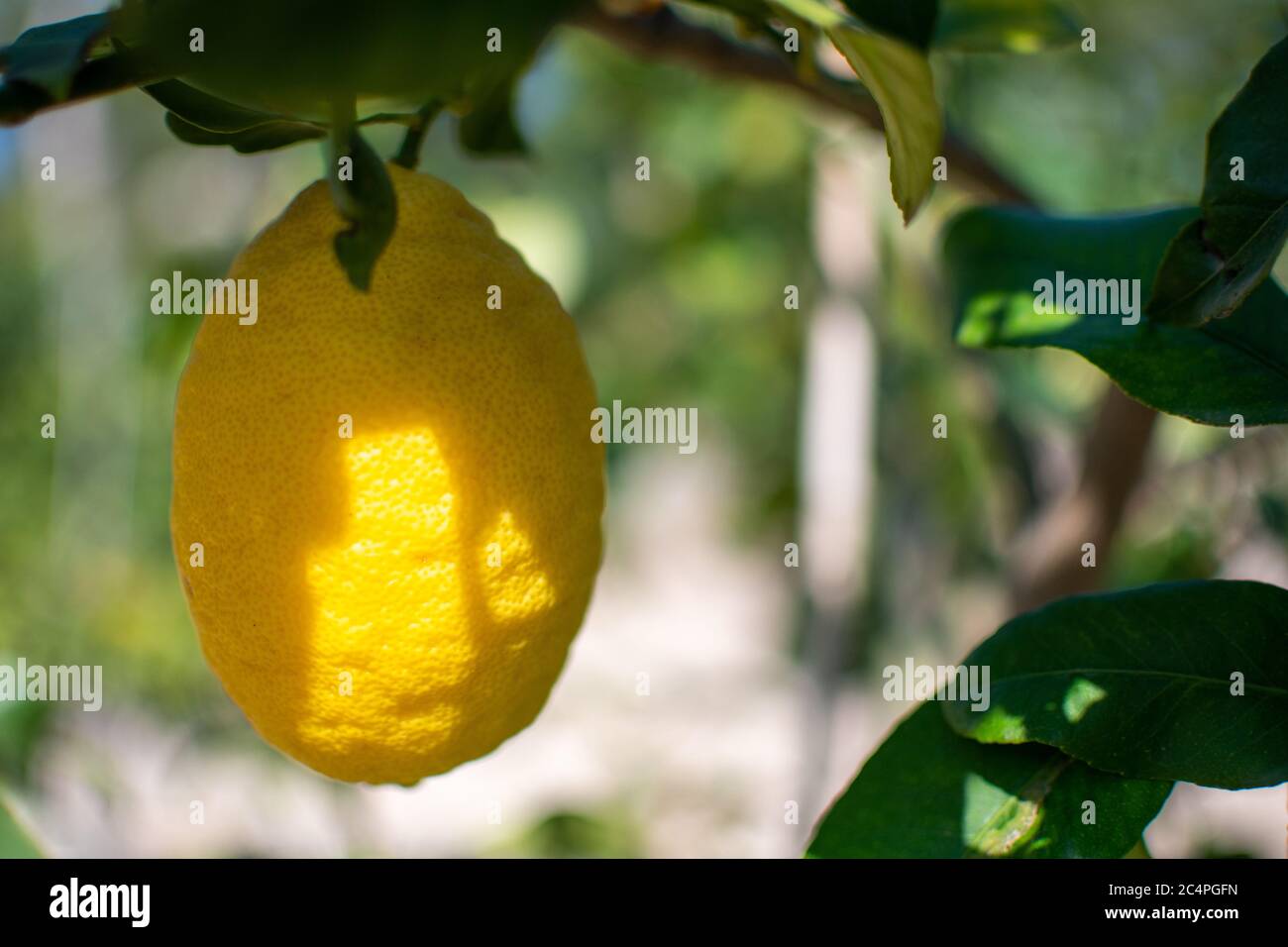 Lemon tree in nature Stock Photo - Alamy