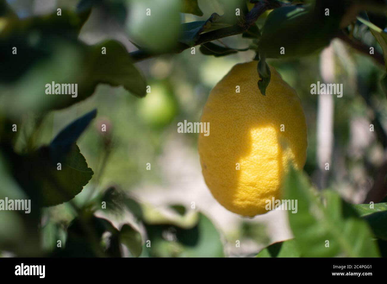 Lemon tree in nature Stock Photo - Alamy