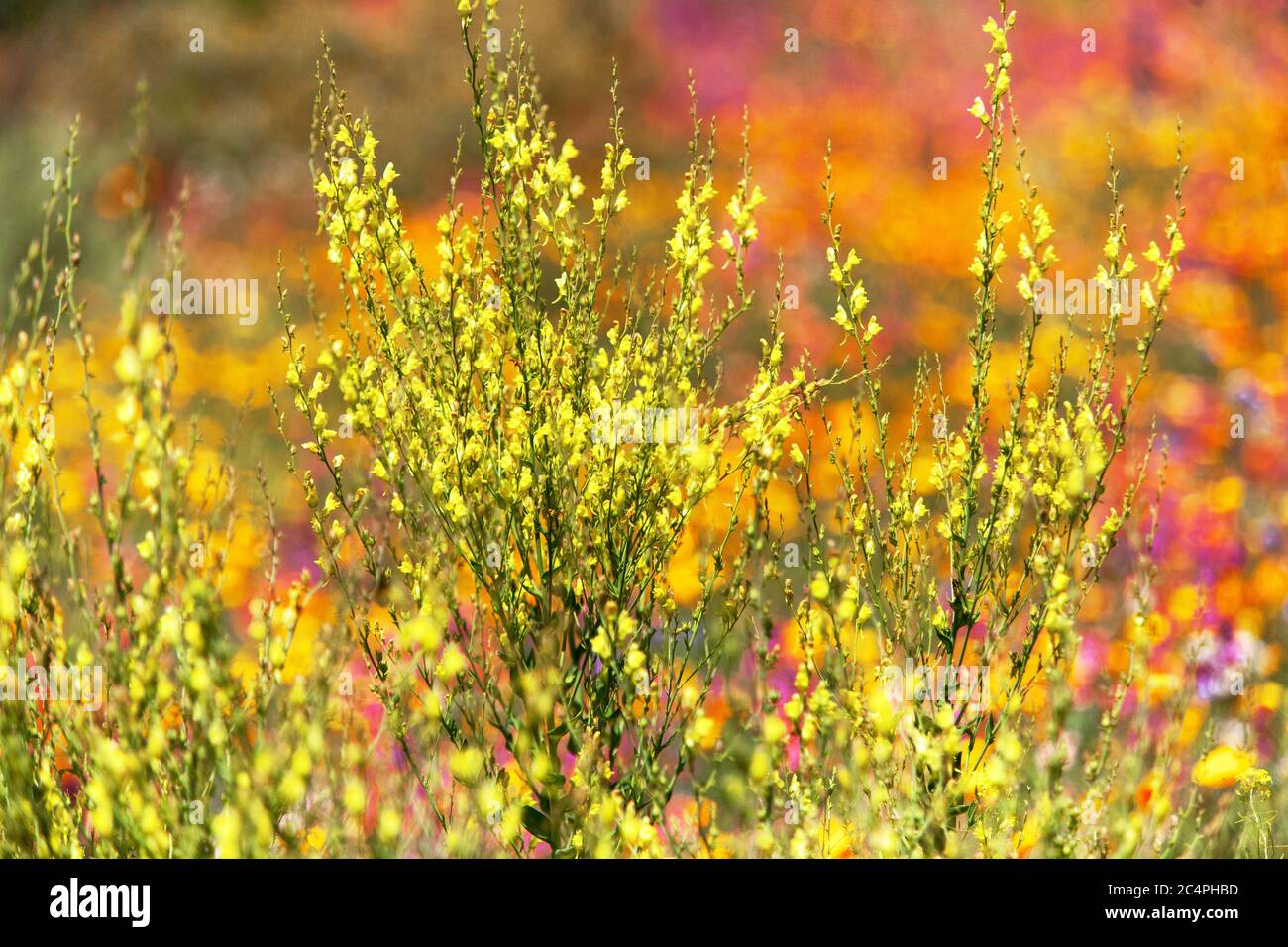 Beautiful nature scene colorful hi-res stock photography and images - Alamy