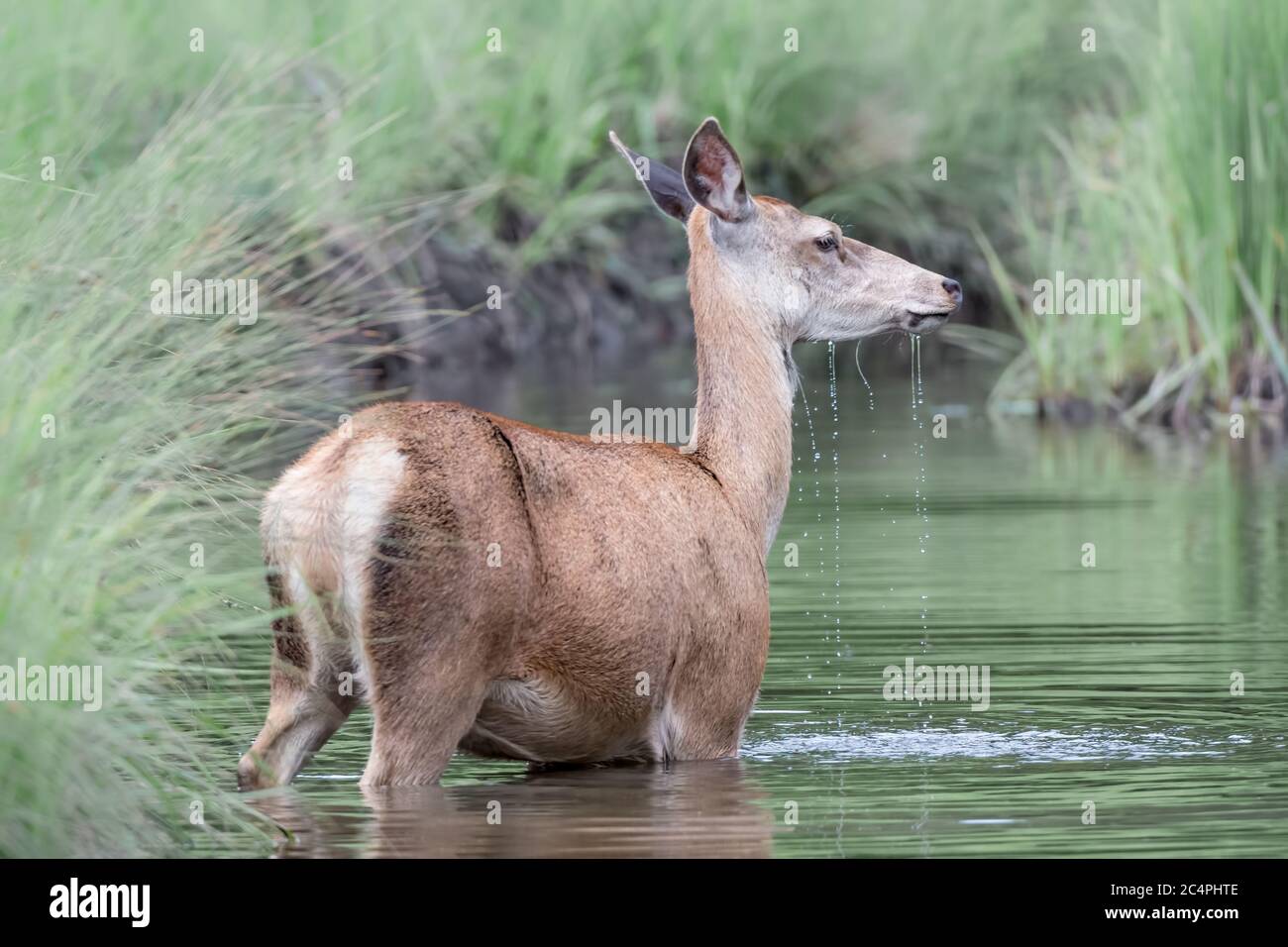 Deer drinking water in stream hi-res stock photography and images - Alamy