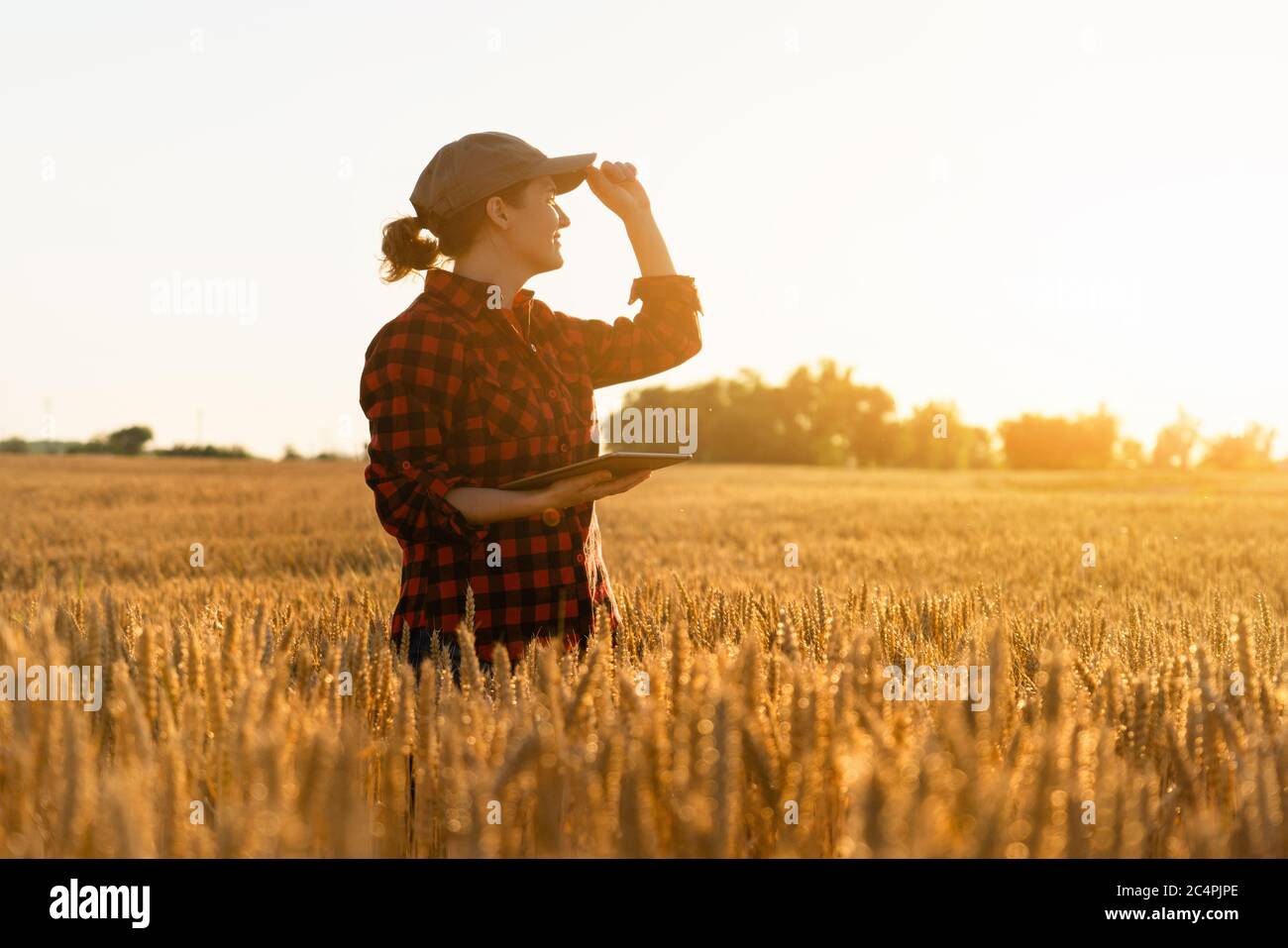 Woman farmer in a wheat field at sunset works with a digital tablet ...