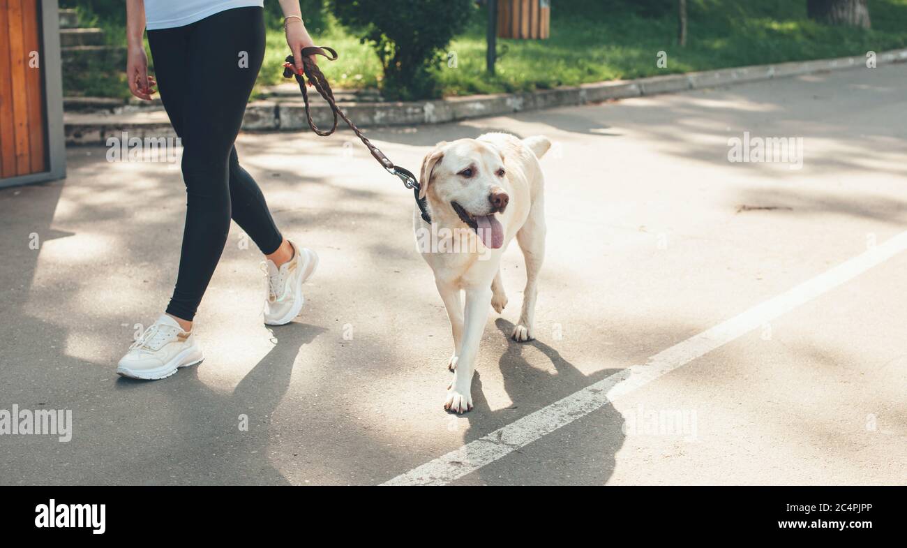 Young beautiful female walking labrador hi-res stock photography and ...