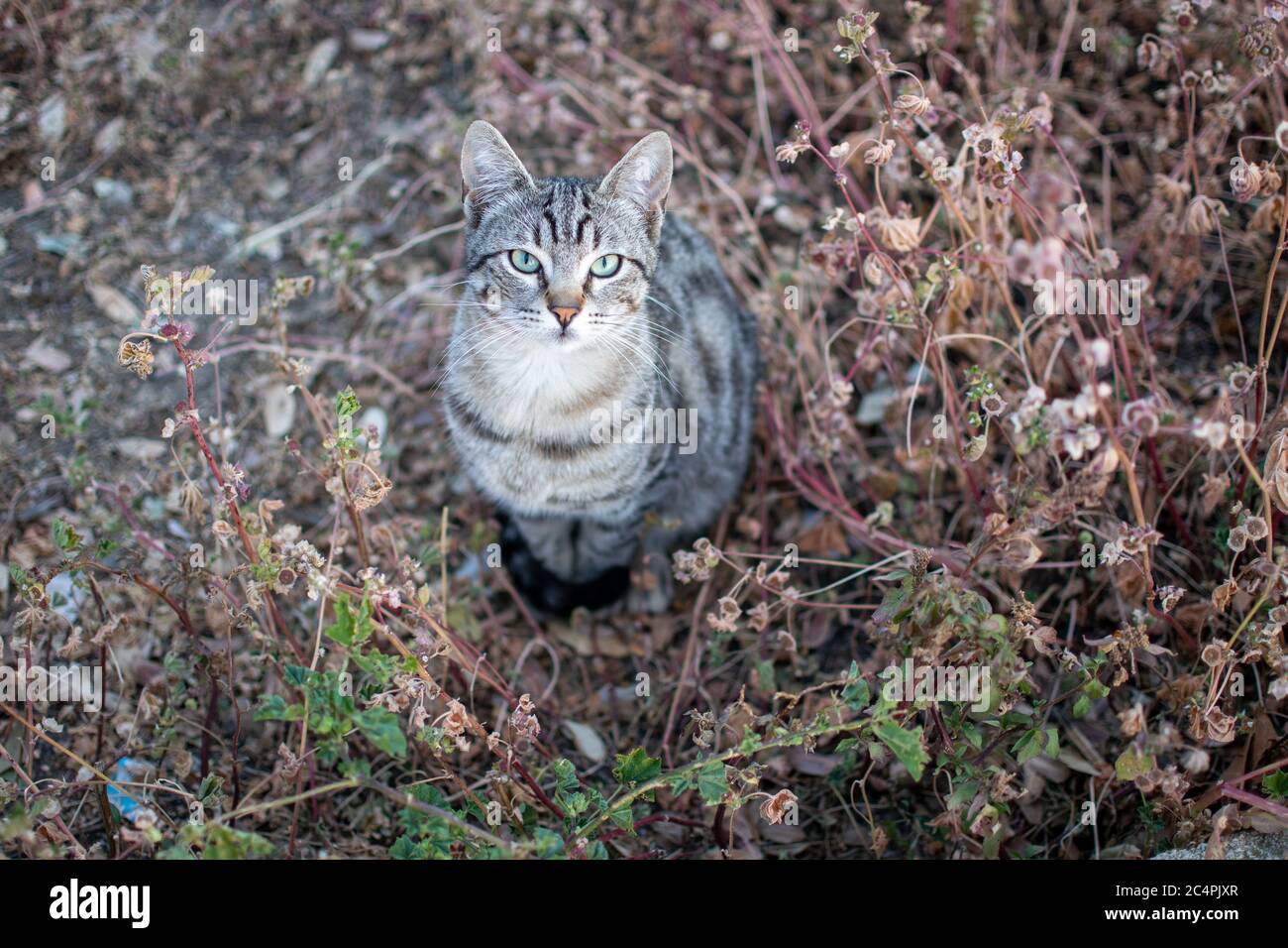 Grey wild beautiful cat in nature Stock Photo - Alamy
