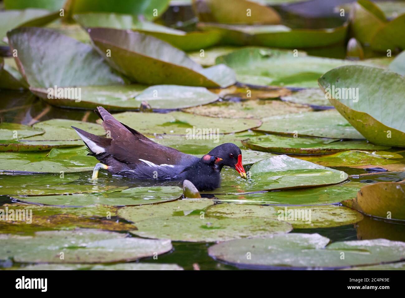 Common Moorhen or European Moorhen with chick (Gallinula Chloropus ...