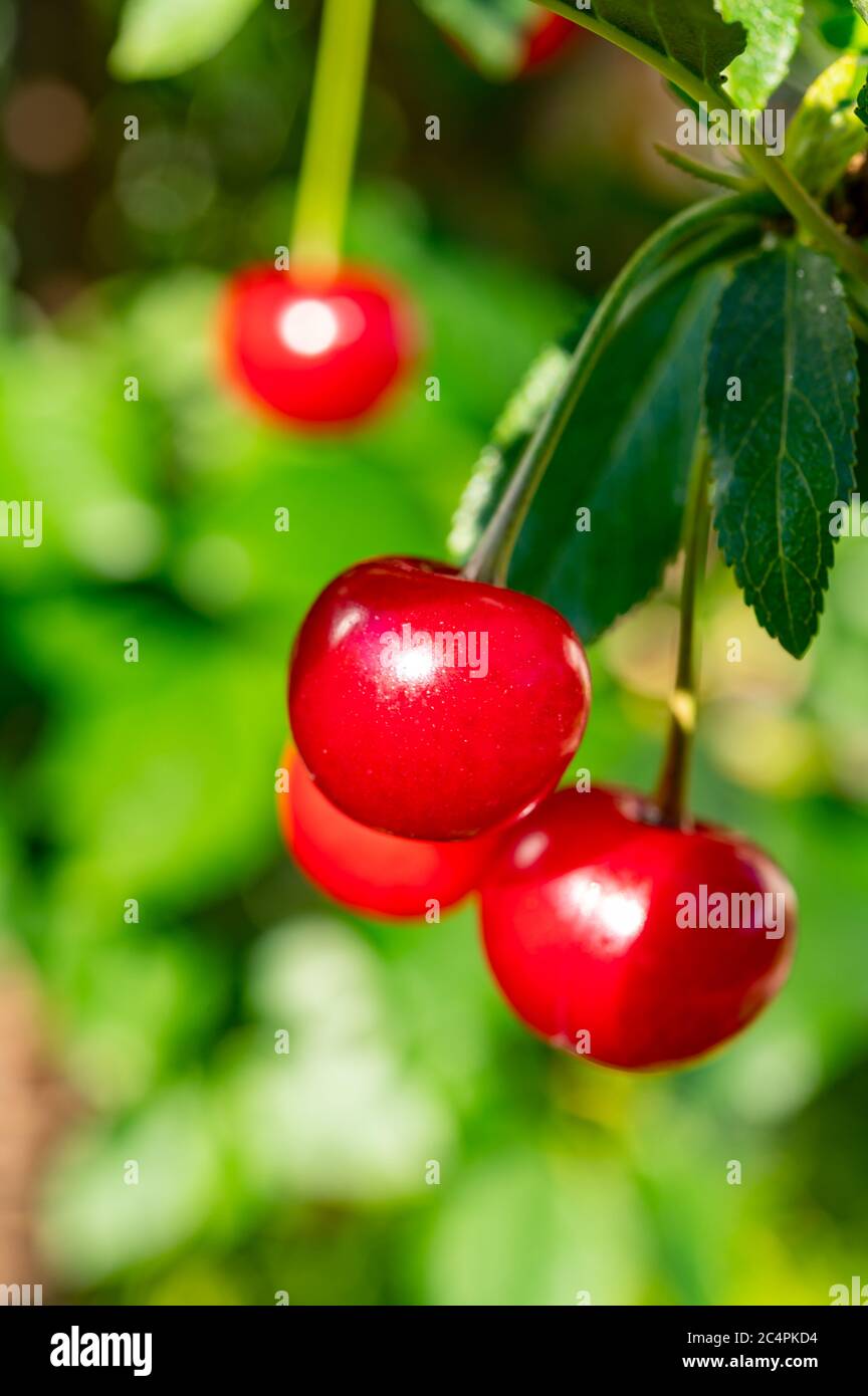 New harvest of red ripe sour kriek cherry in garden Stock Photo - Alamy