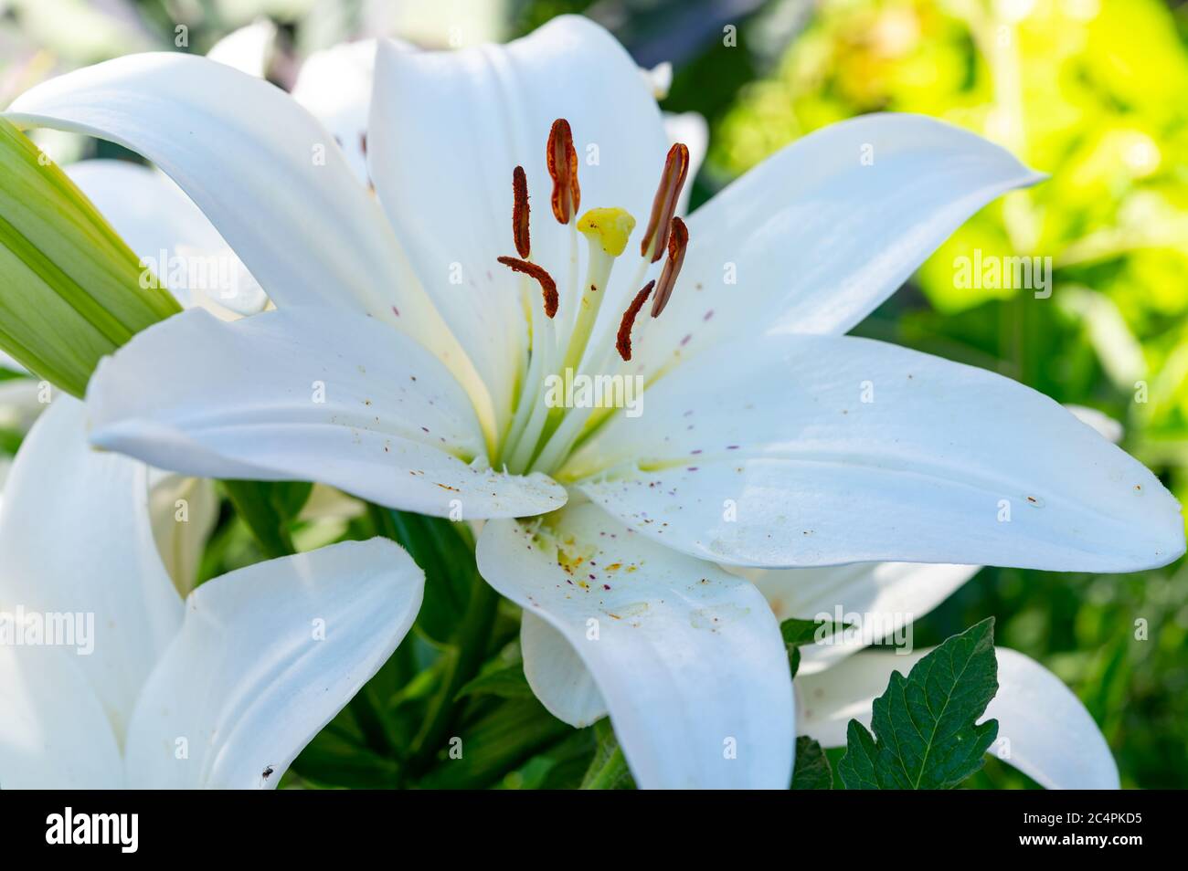 Summer blossom of white lily flowers, symbol of purity for Roman ...