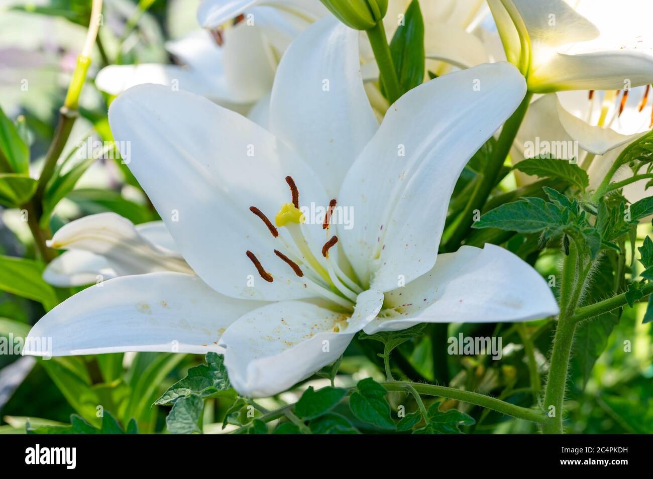 Summer blossom of white lily flowers, symbol of purity for Roman ...