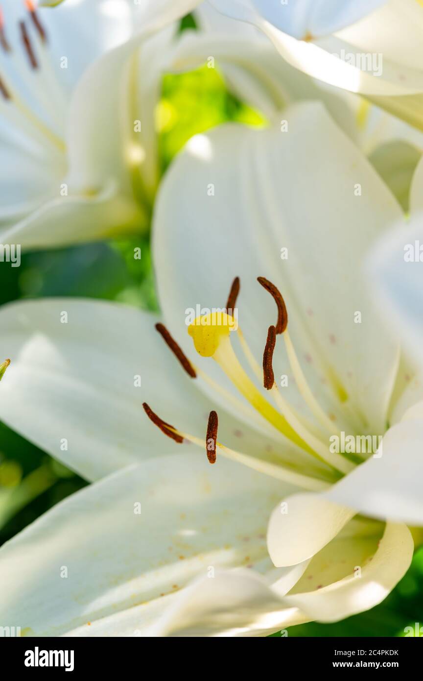 Summer blossom of white lily flowers, symbol of purity for Roman ...
