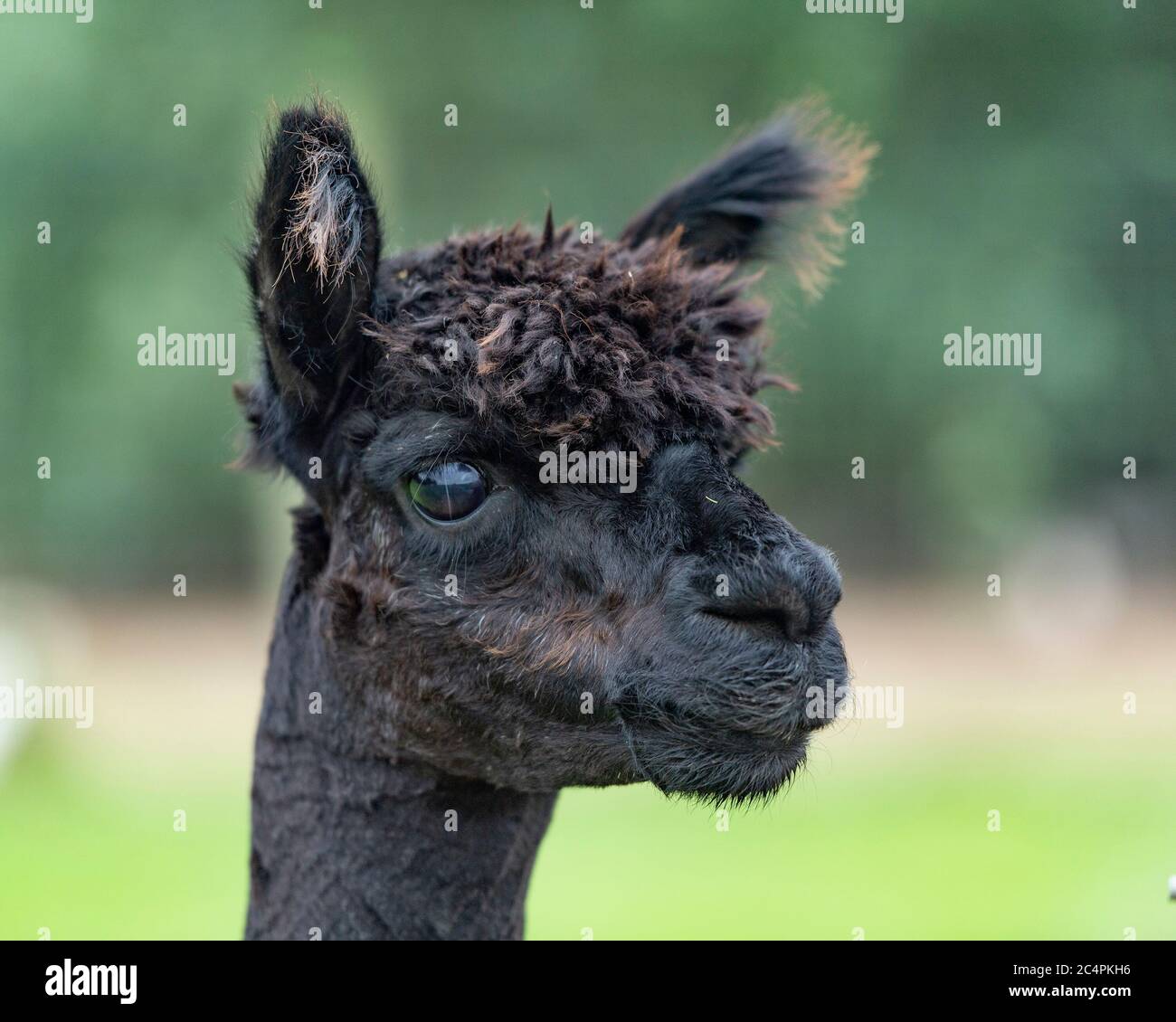 Side view of baby alpaca hi-res stock photography and images - Alamy