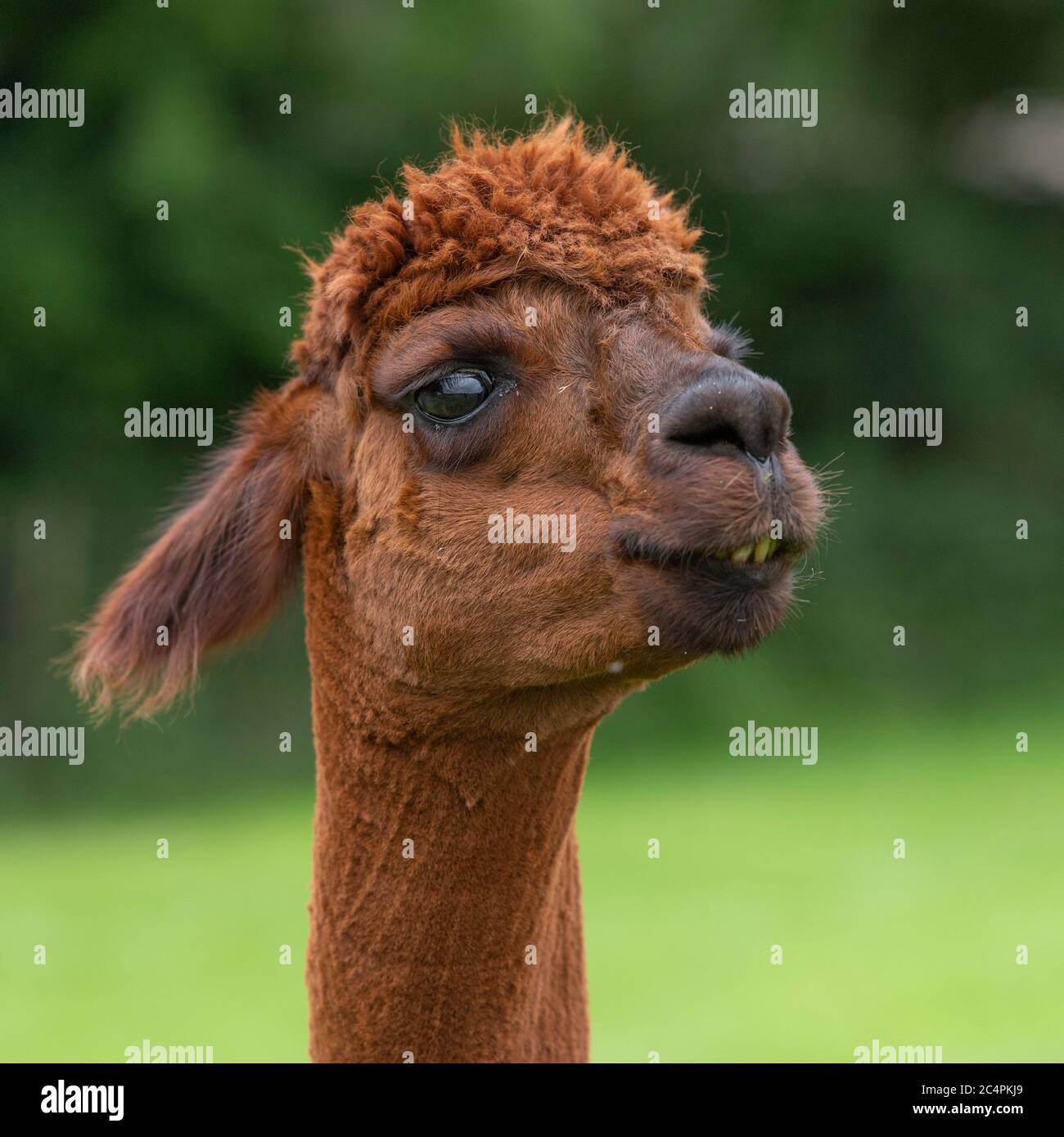 Angry alpaca hi-res stock photography and images - Alamy
