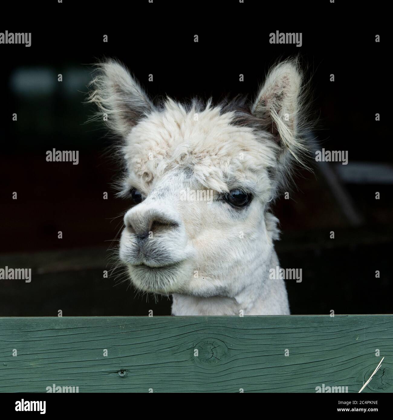 Alpaca portrait hi-res stock photography and images - Alamy