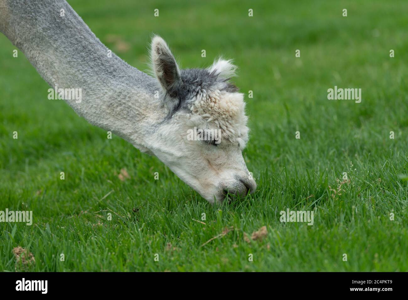 Huacaya hi-res stock photography and images - Alamy