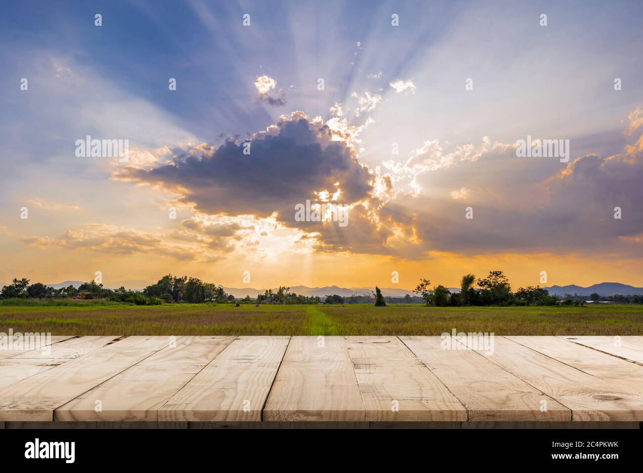 Rice field sunset and Empty wood table for product display and montage ...
