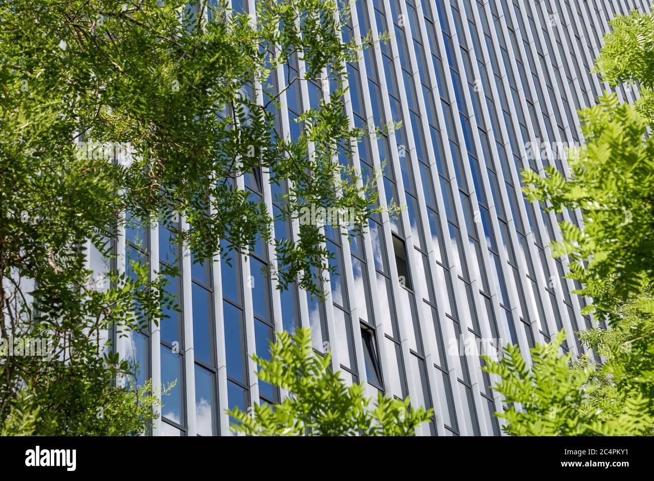 View under tree of reflected glass facade with rectangular windows grid ...