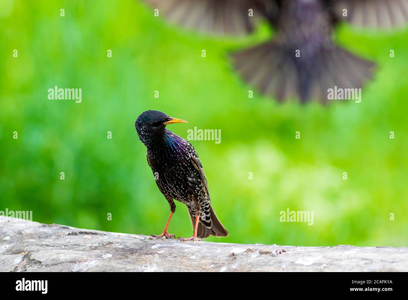 Colorful bird Starling. Colorful nature background. Bird: Common ...