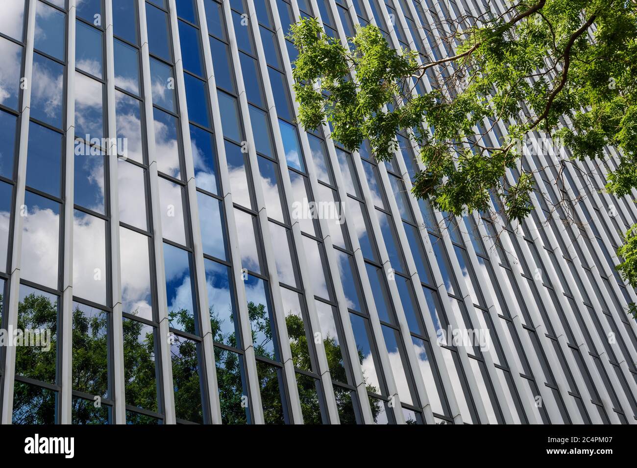 View under tree of reflected glass facade with rectangular windows grid ...