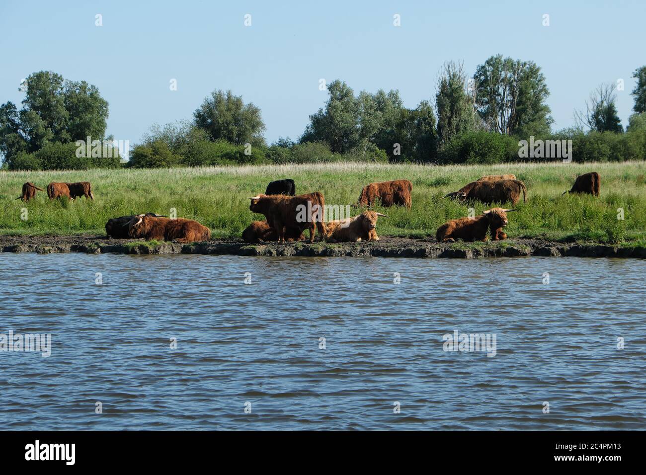 Europe, Netherland, Beef stand in the canal and cool down Stock Photo ...