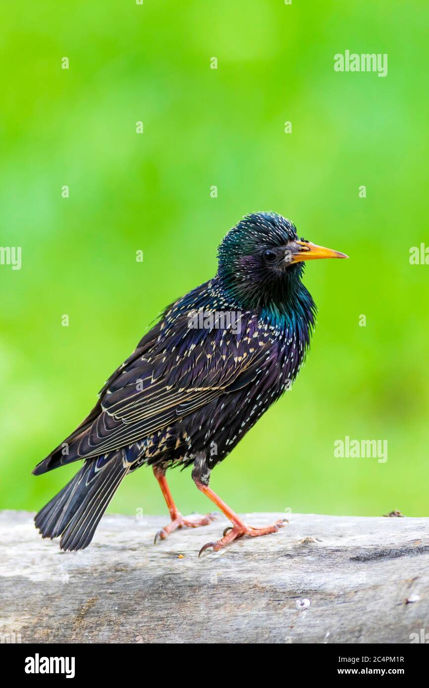 Colorful bird Starling. Colorful nature background. Bird: Common ...