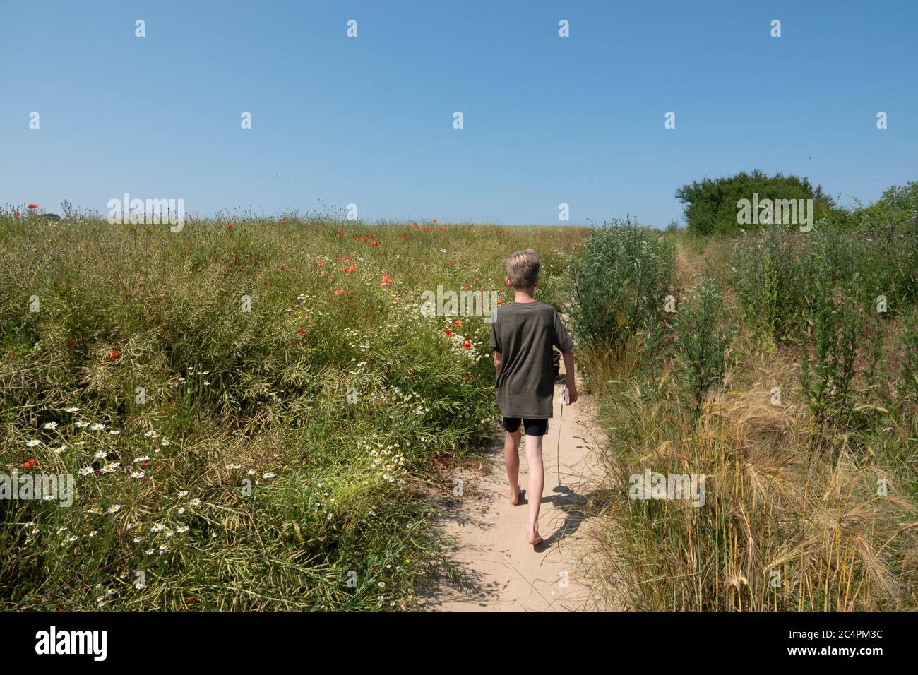 two boys walk along a narrow path with a small dog Stock Photo - Alamy