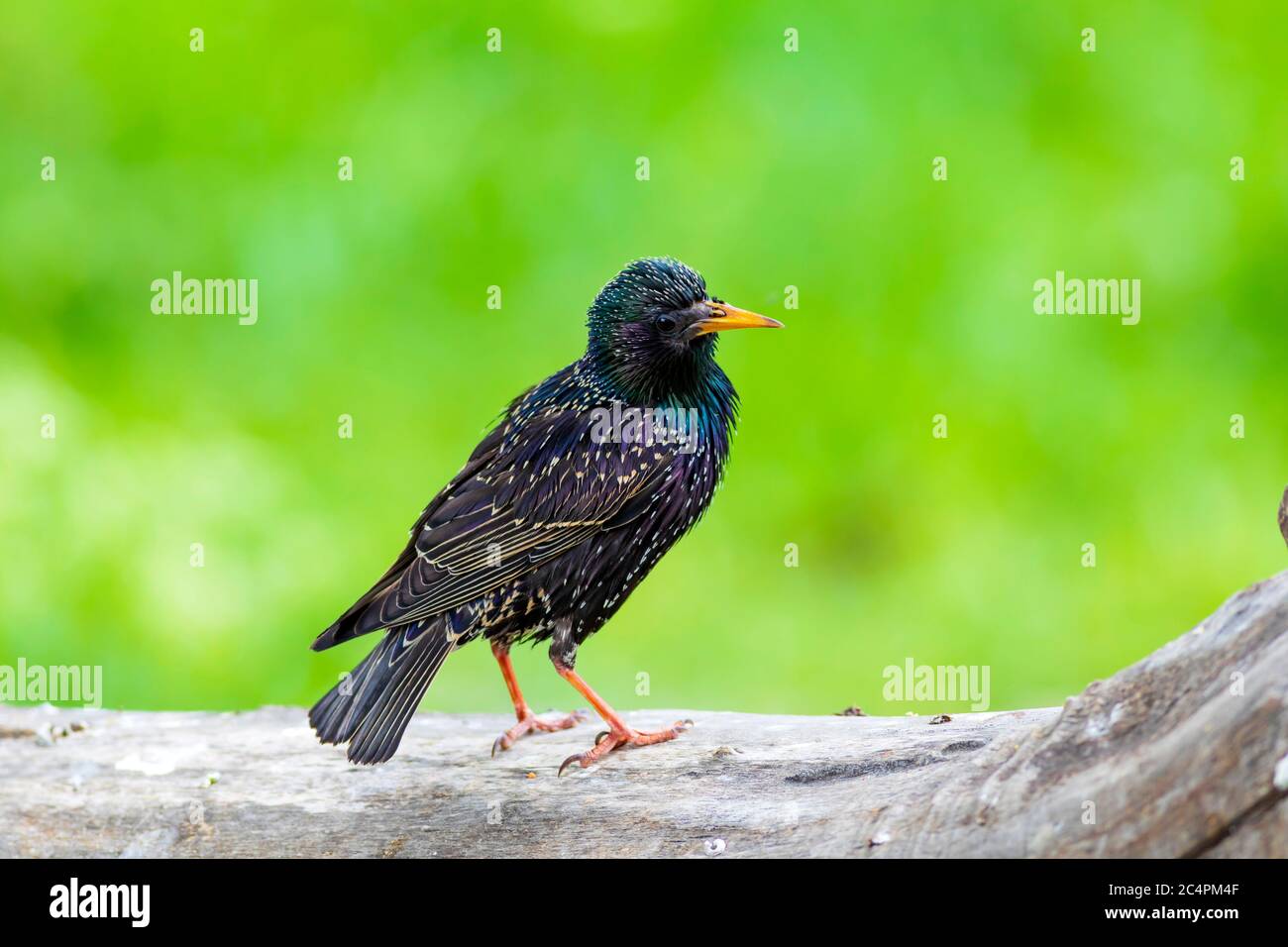 Colorful bird Starling. Colorful nature background. Bird: Common ...