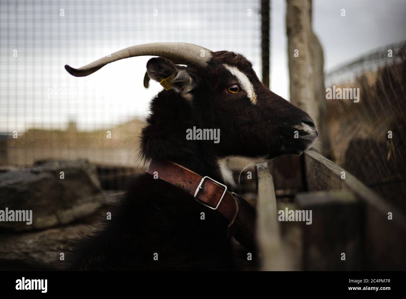 Beautiful goat in profile on a farm Stock Photo - Alamy