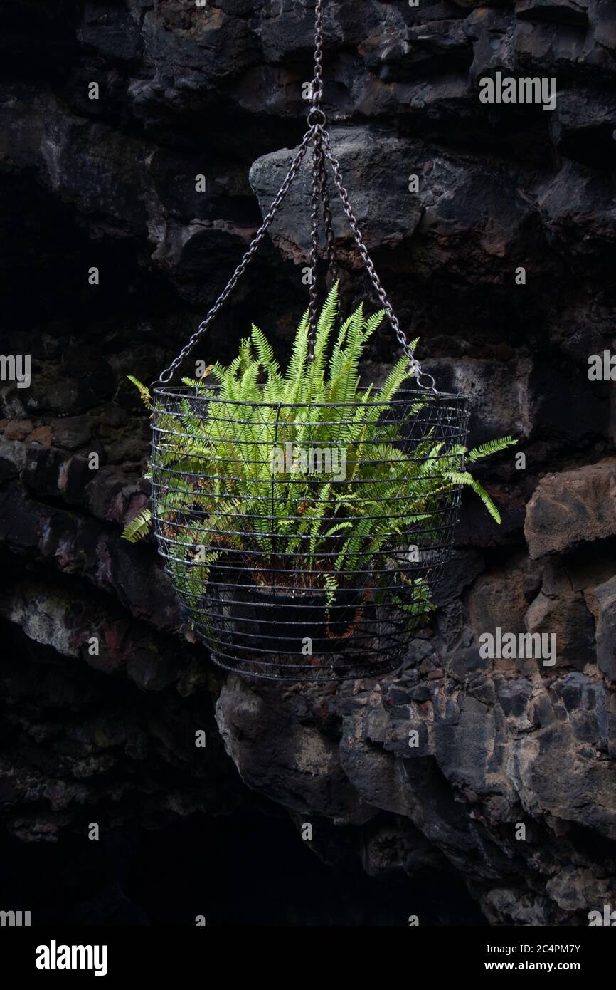 Beautiful fern hanging in a cave Stock Photo - Alamy