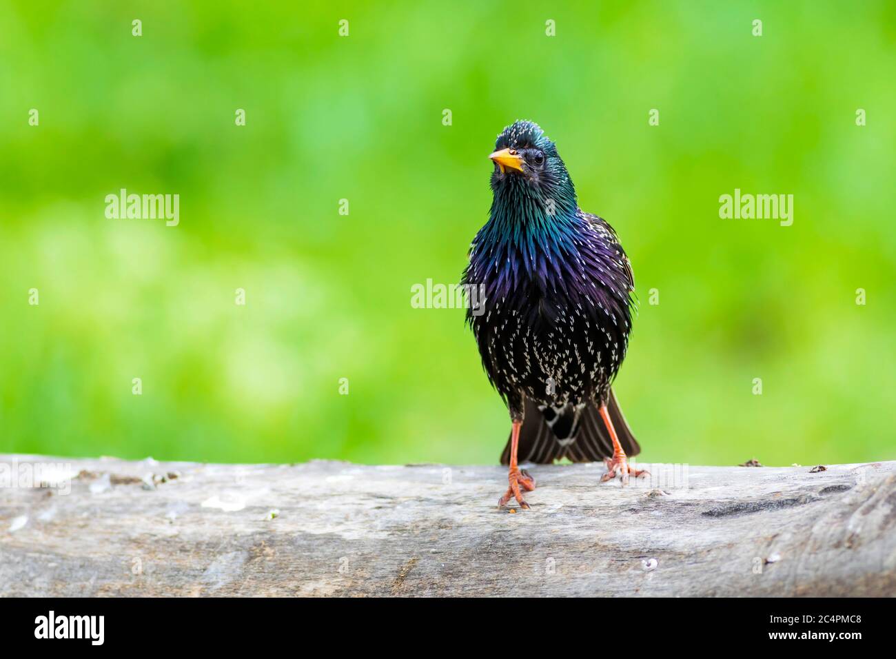 Colorful bird Starling. Colorful nature background. Bird: Common ...