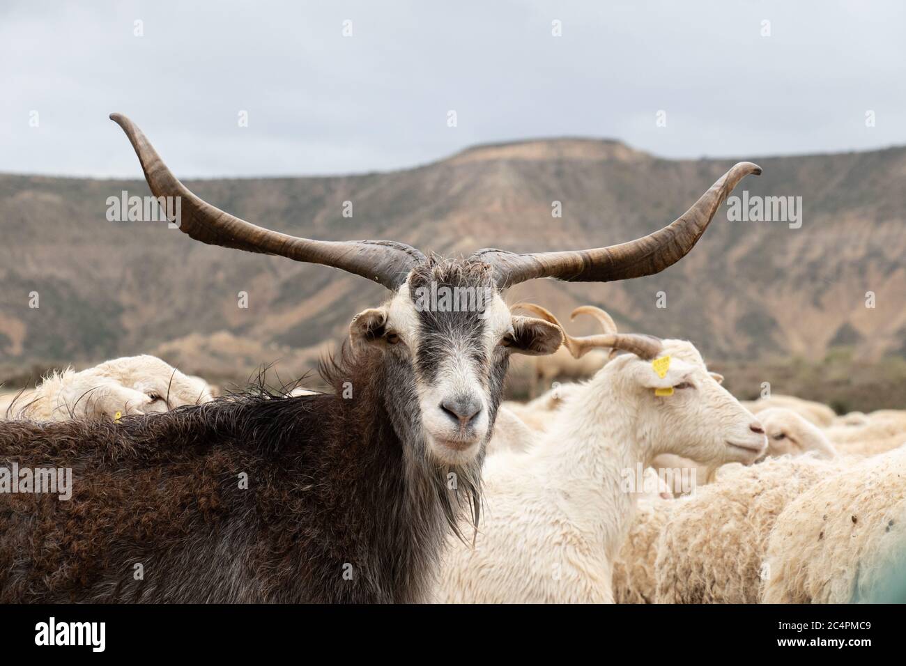 Big goat hi-res stock photography and images - Alamy