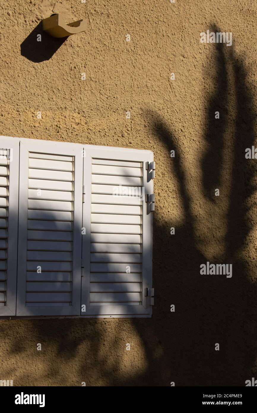 Palm tree shadow on building Stock Photo - Alamy