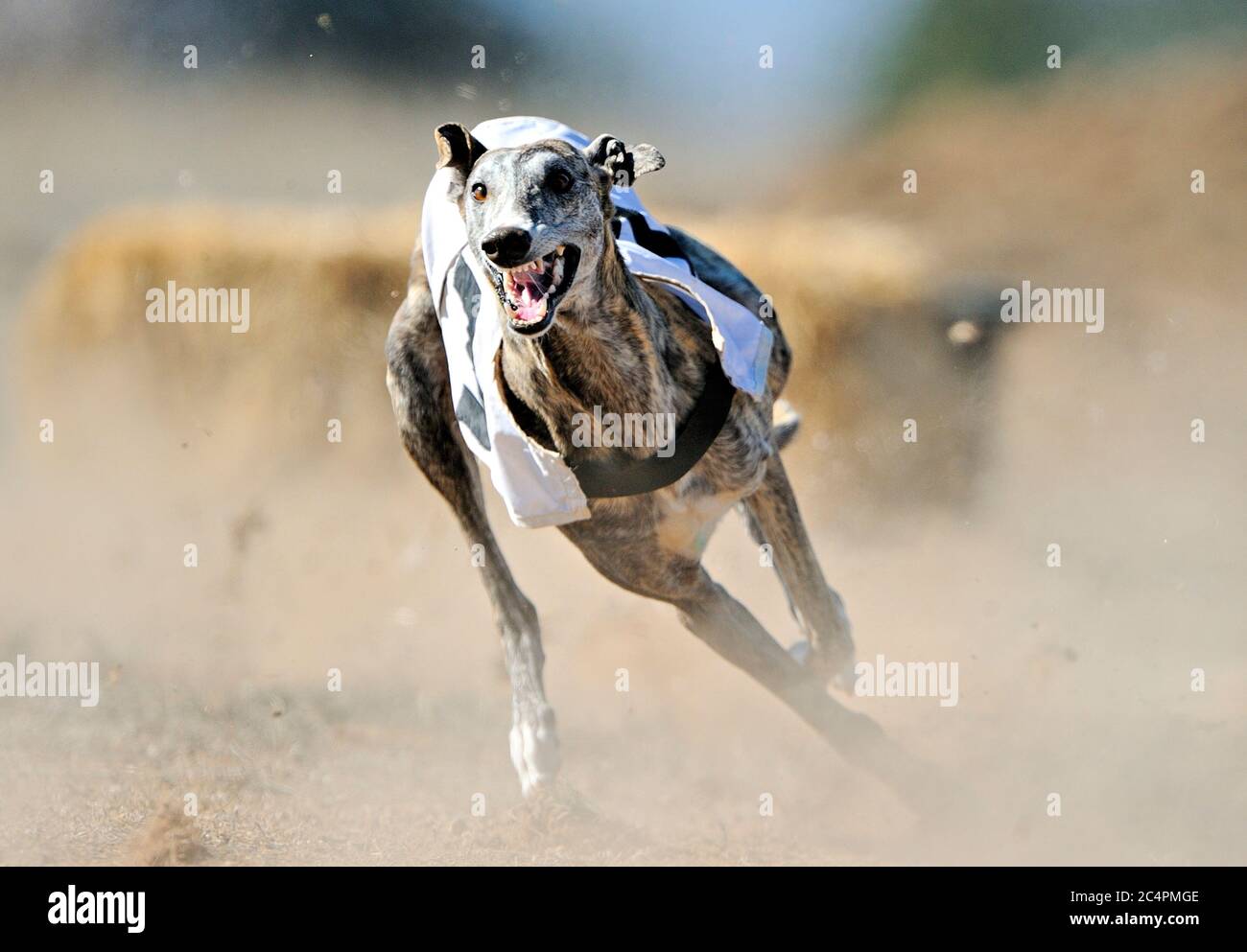 Sighthound running hi-res stock photography and images - Alamy