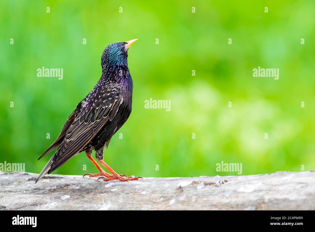 Colorful bird Starling. Colorful nature background. Bird: Common ...