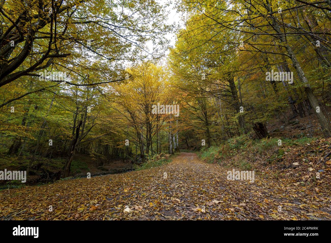 Walking path in Bulgaria in Fall with colorful Foliage Stock Photo - Alamy