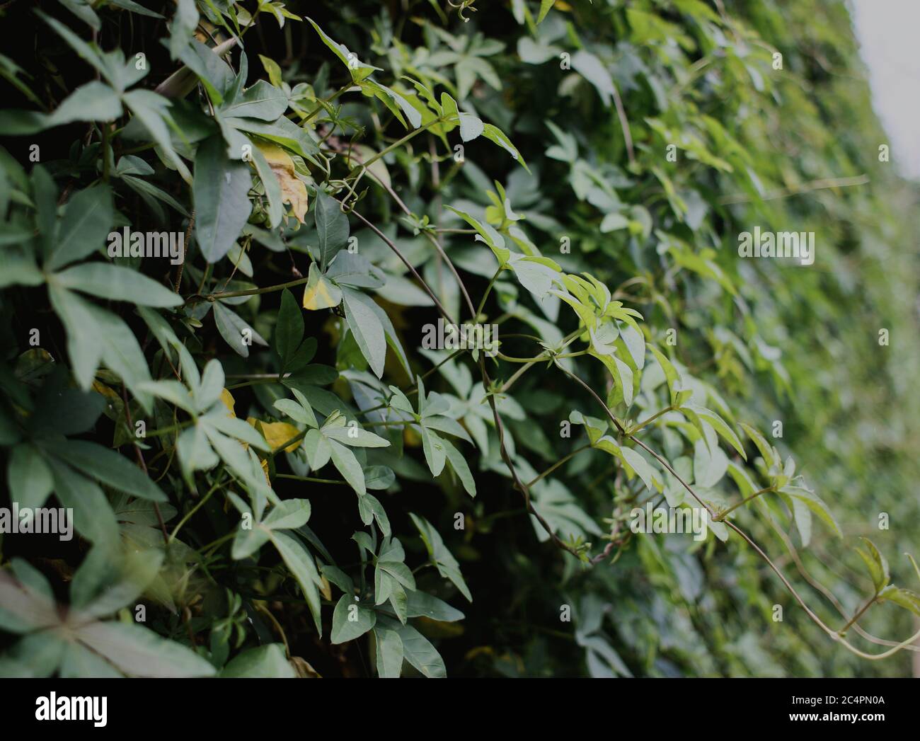 green natural wall vertical garden texture Stock Photo - Alamy